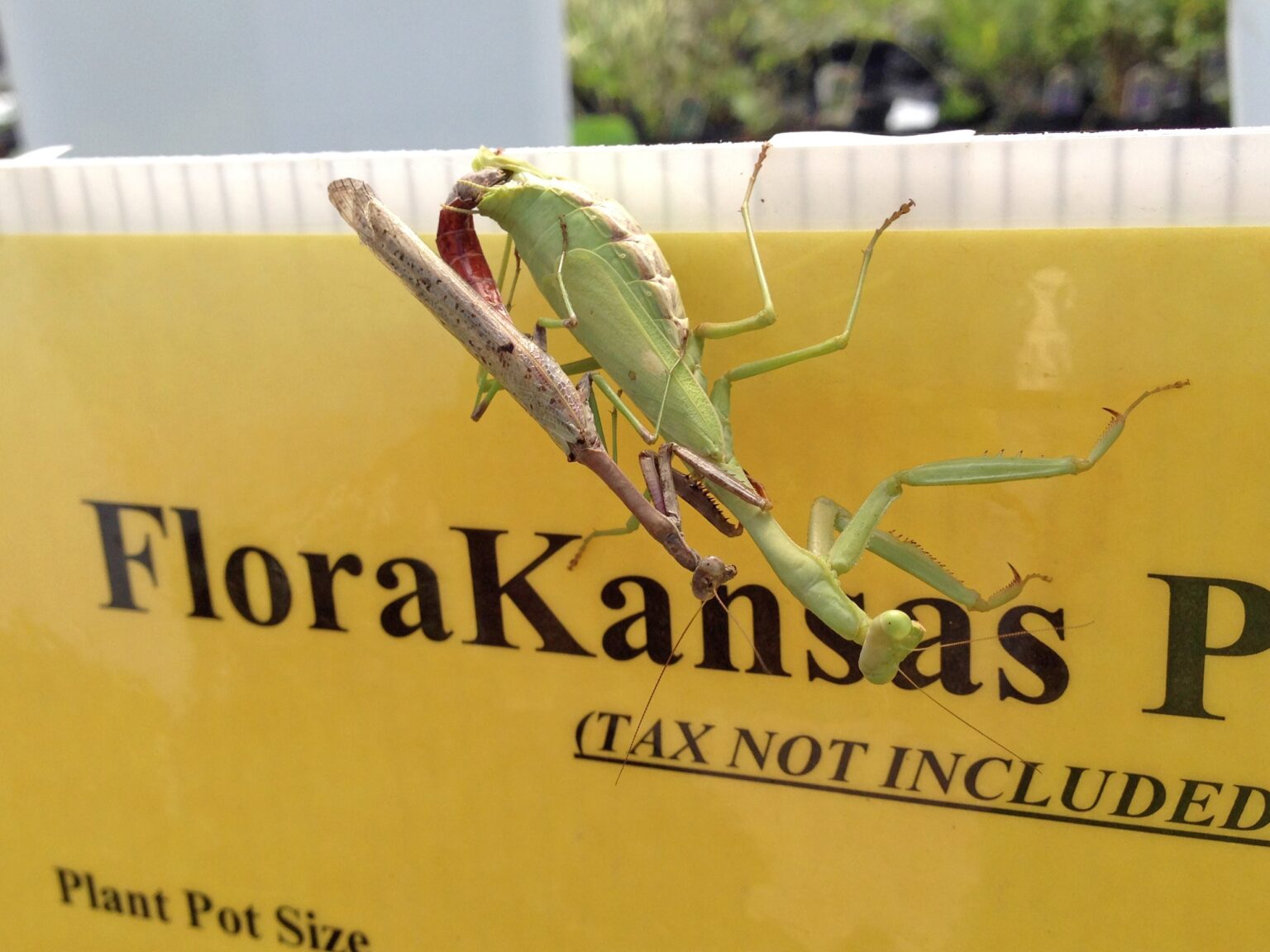 Chinese mantis Archives - Dyck Arboretum