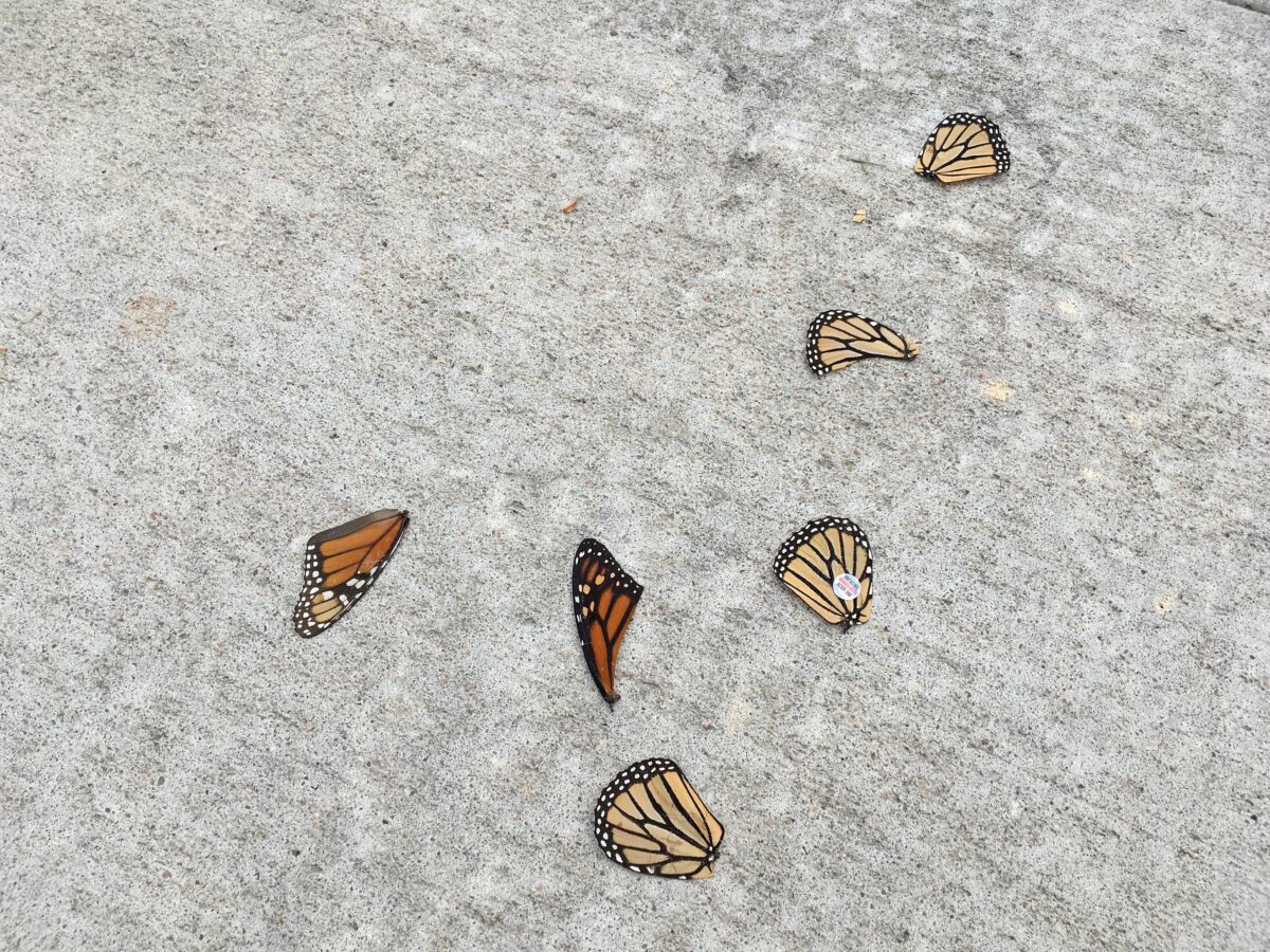 What Will This Year's Monarch Migration Bring? - Dyck Arboretum