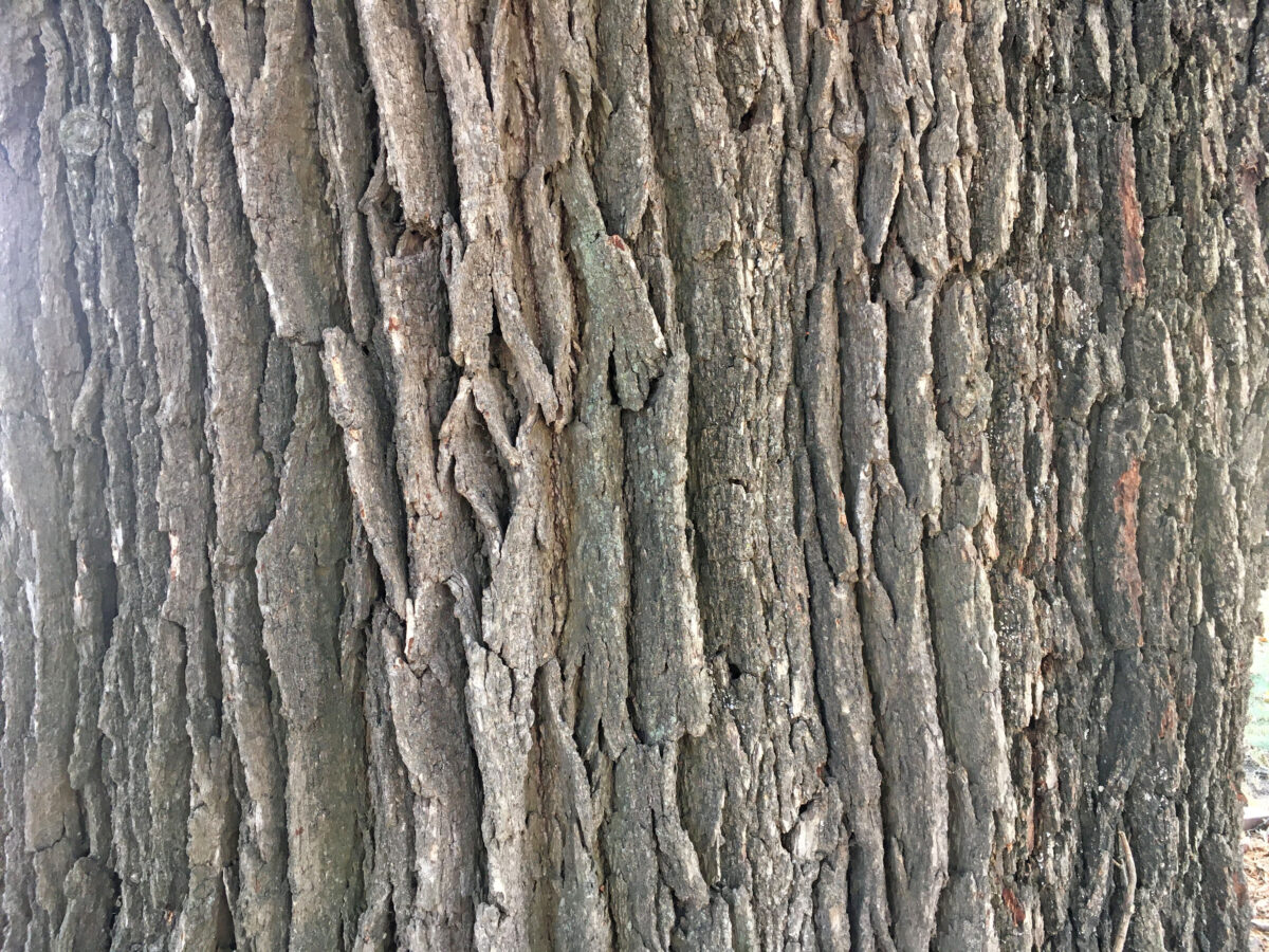 A Grand Old Burr Oak - Dyck Arboretum