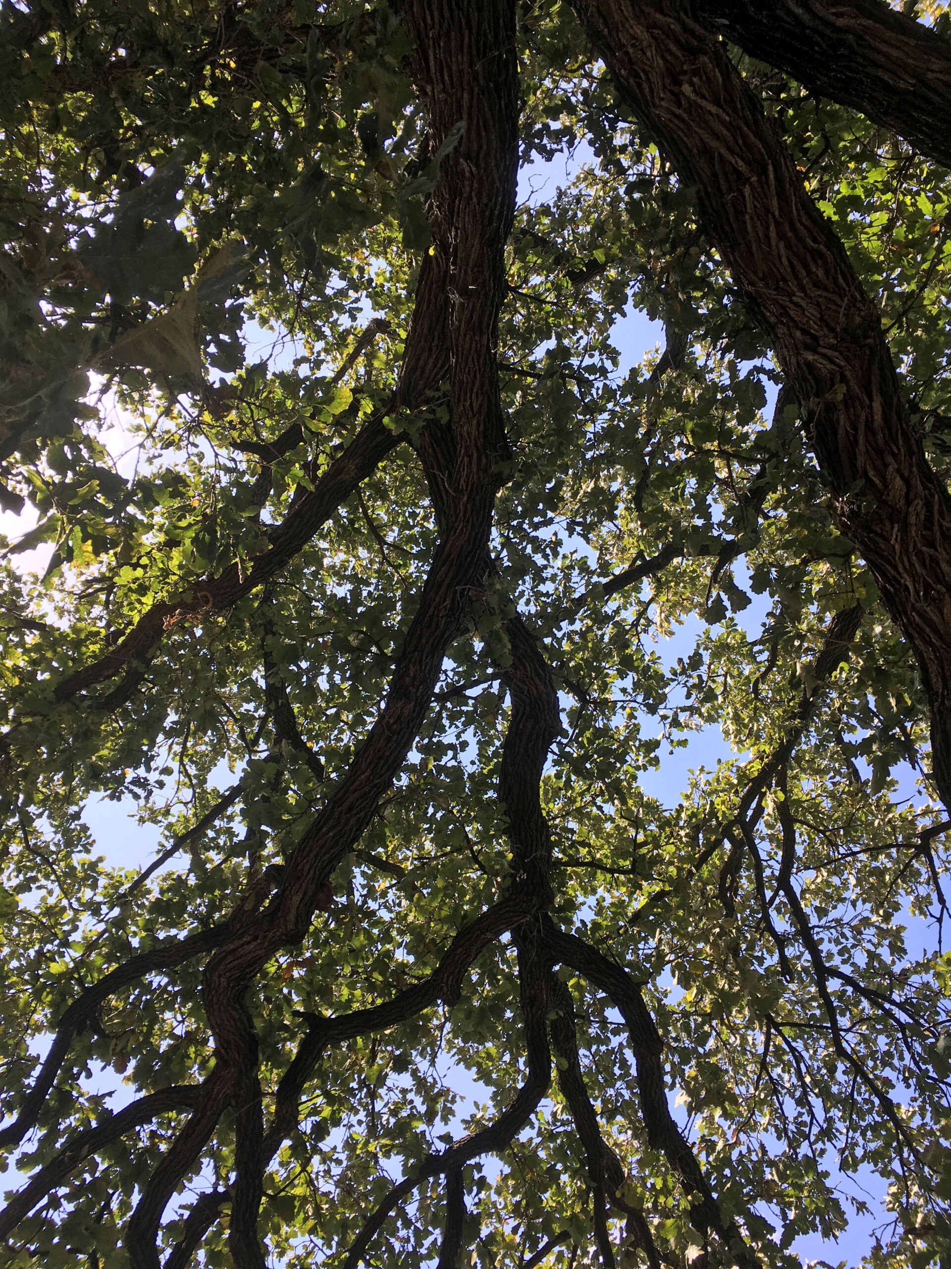 A Grand Old Burr Oak - Dyck Arboretum
