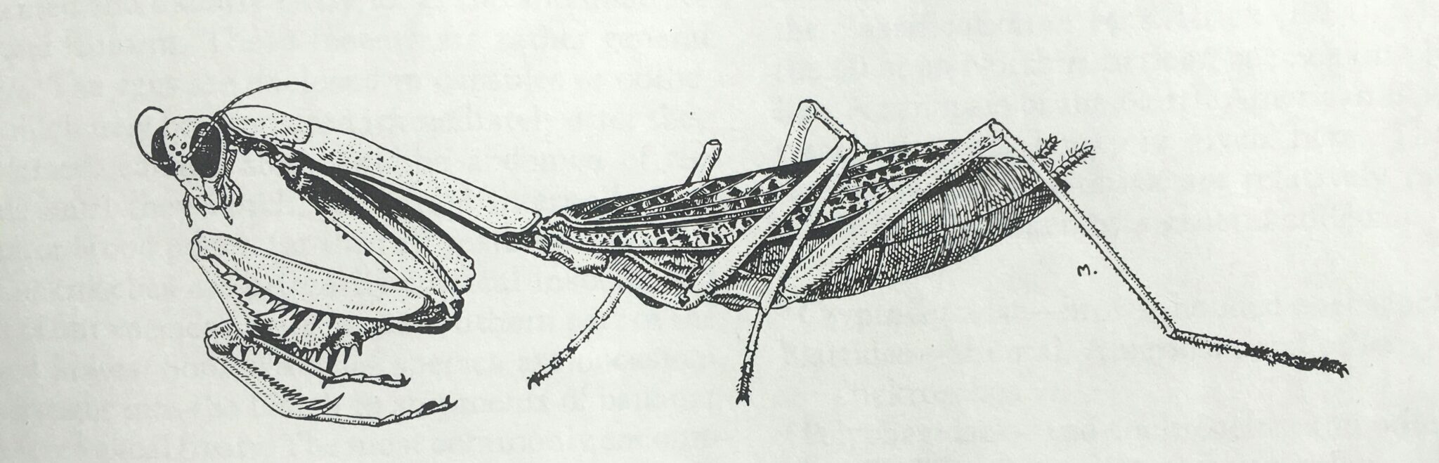 Predator Profile: Praying Mantis - Dyck Arboretum