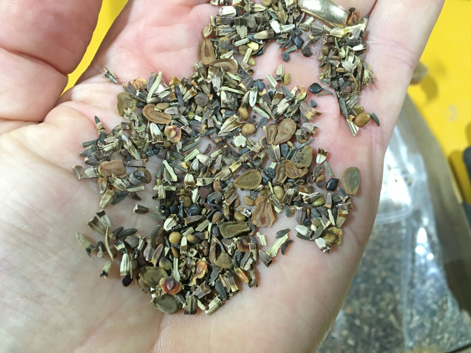 Prairie Gardening Archives - Dyck Arboretum