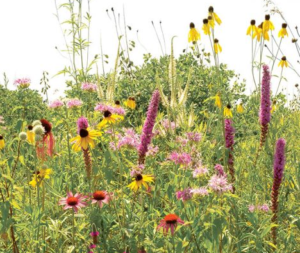 kansas native plants Archives - Dyck Arboretum