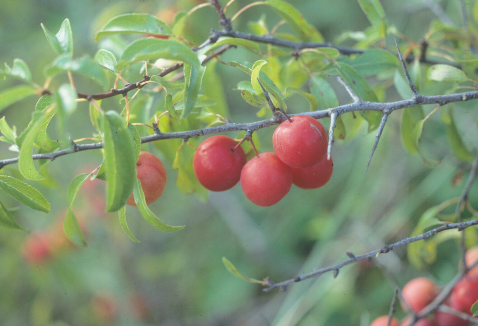 viburnum Archives - Dyck Arboretum