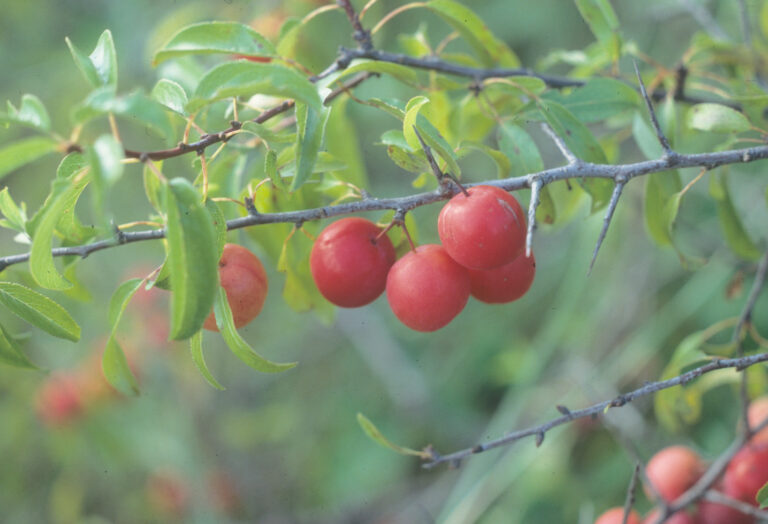 kansas native plants Archives - Dyck Arboretum