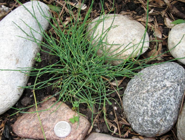 New Native Plants: Part II - Dyck Arboretum
