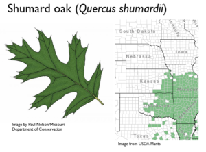 Kansas trees Archives - Dyck Arboretum