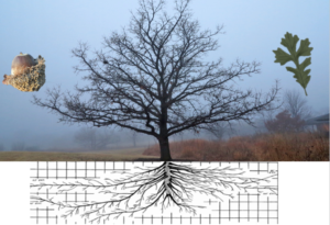 Kansas trees Archives - Dyck Arboretum