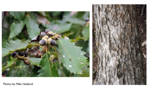 Landscaping with Native Kansas Oaks - Dyck Arboretum