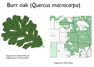 Kansas trees Archives - Dyck Arboretum
