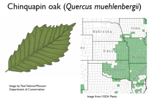 Kansas trees Archives - Dyck Arboretum