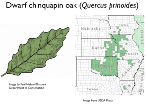 Kansas trees Archives - Dyck Arboretum