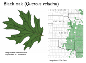Kansas trees Archives - Dyck Arboretum