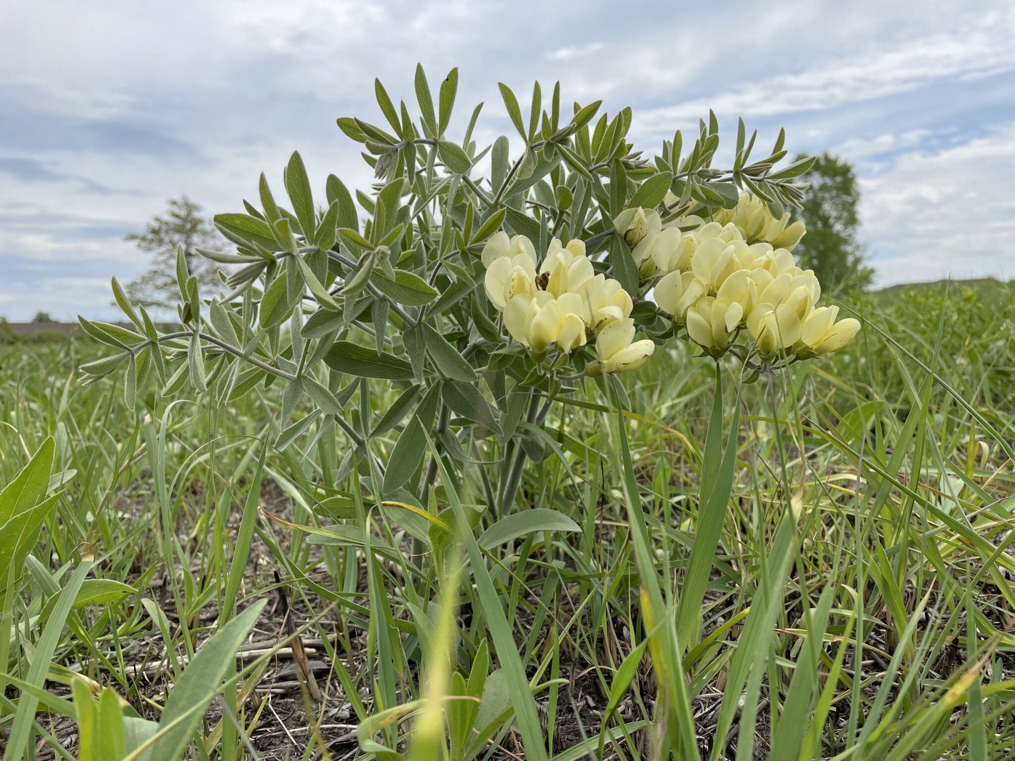 kansas native plants Archives - Dyck Arboretum