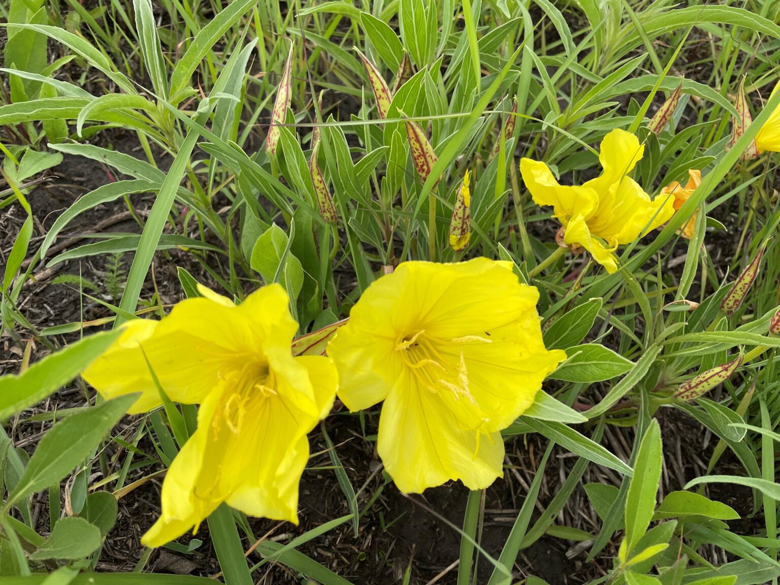 kansas native plants Archives - Dyck Arboretum
