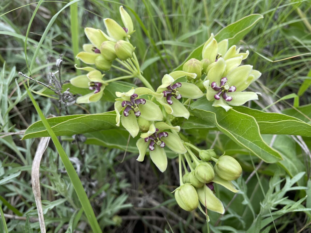 High Demand for Native Plants - Dyck Arboretum
