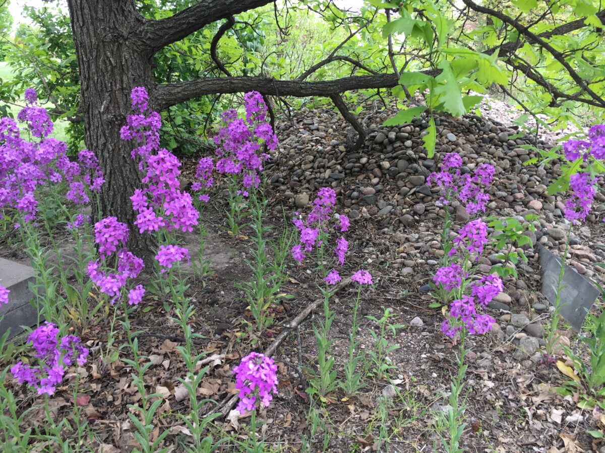 Weed Profile: Dame's Rocket - Dyck Arboretum
