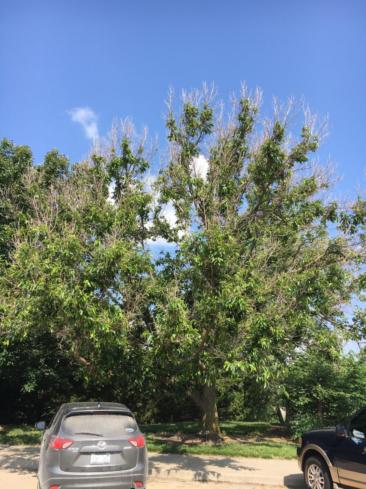 Tree Stress - Dyck Arboretum