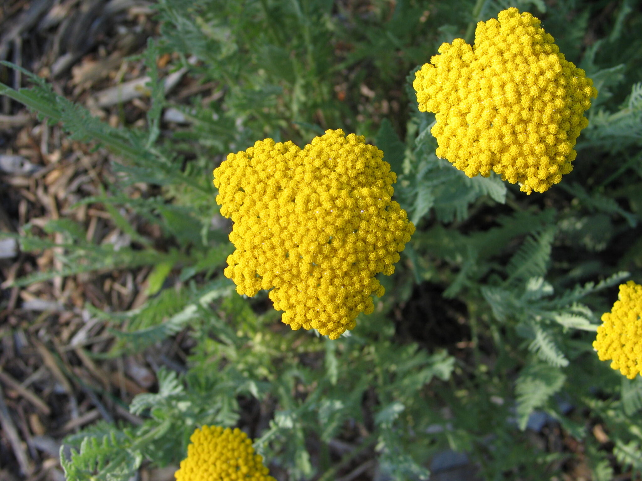 Colorado Cousins of our Kansas Native Plants - Dyck Arboretum