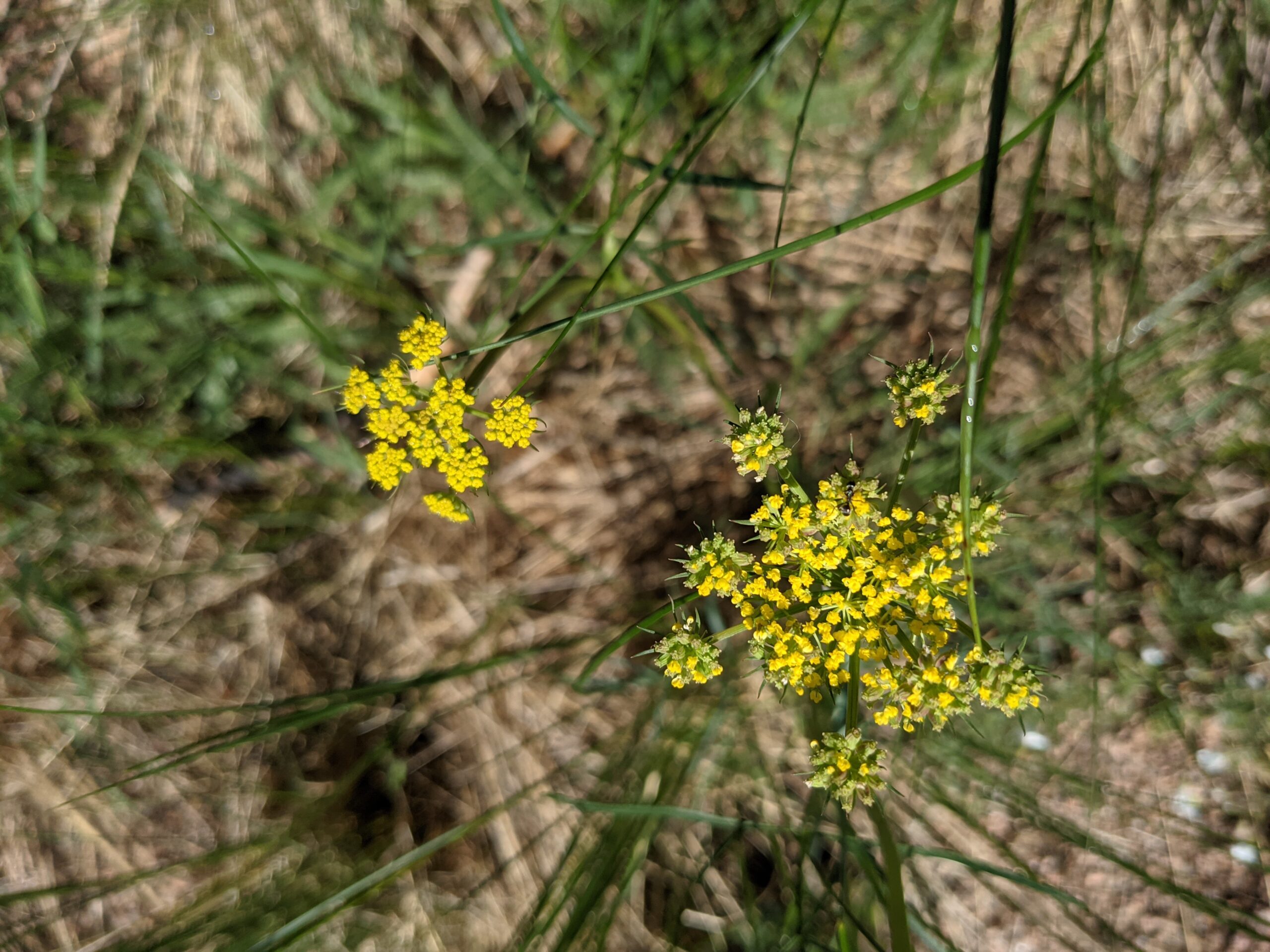 Colorado Cousins of our Kansas Native Plants - Dyck Arboretum
