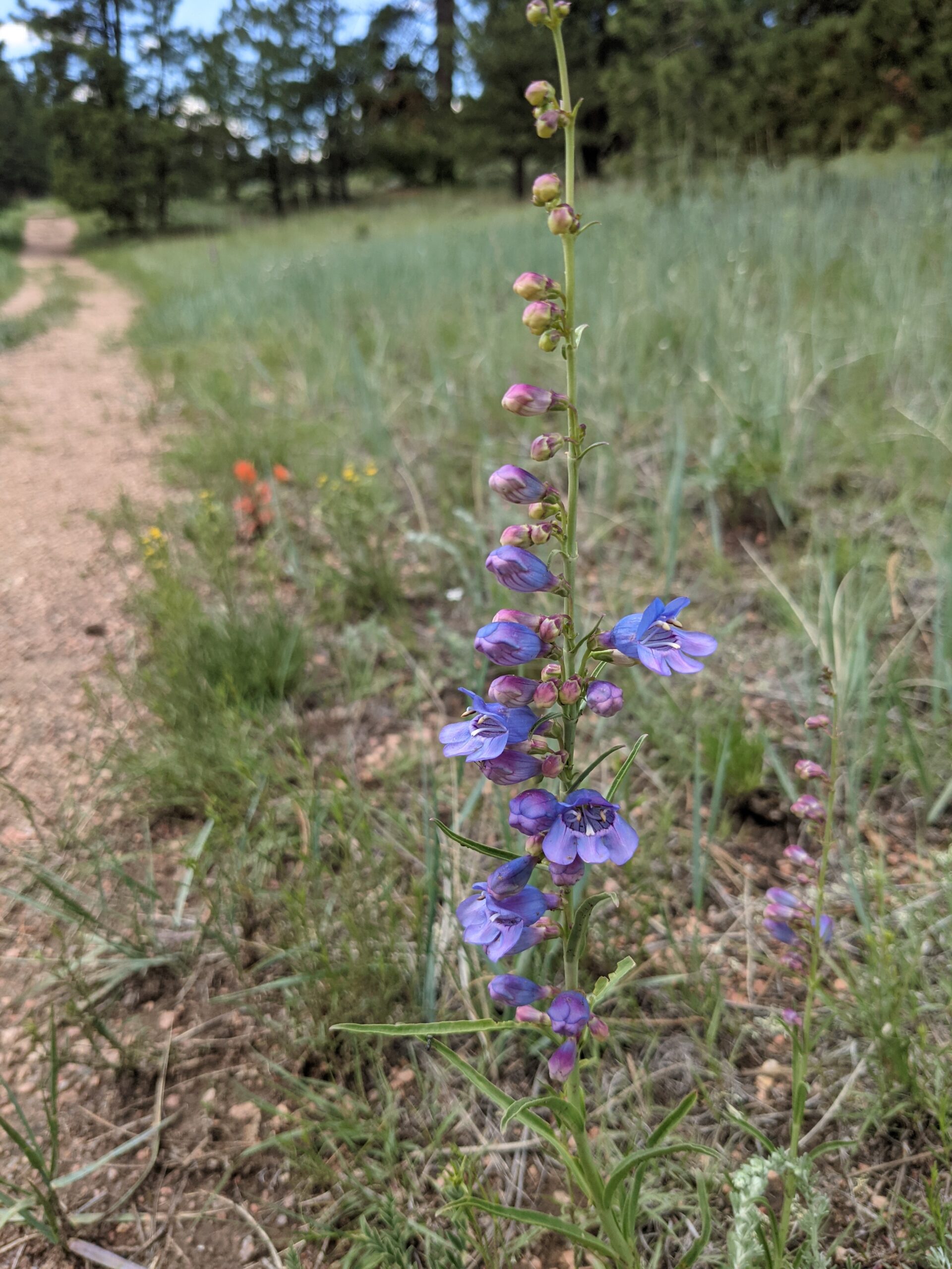 Colorado Cousins of our Kansas Native Plants - Dyck Arboretum