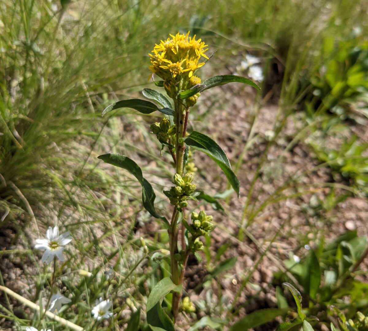 Colorado Cousins of our Kansas Native Plants - Dyck Arboretum