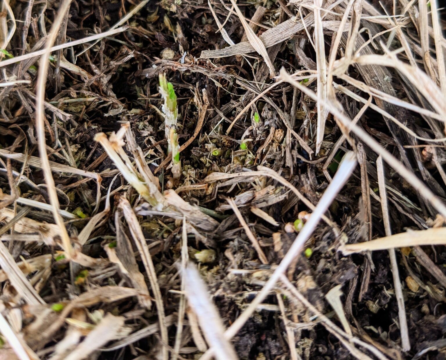 Army Worms - Dyck Arboretum