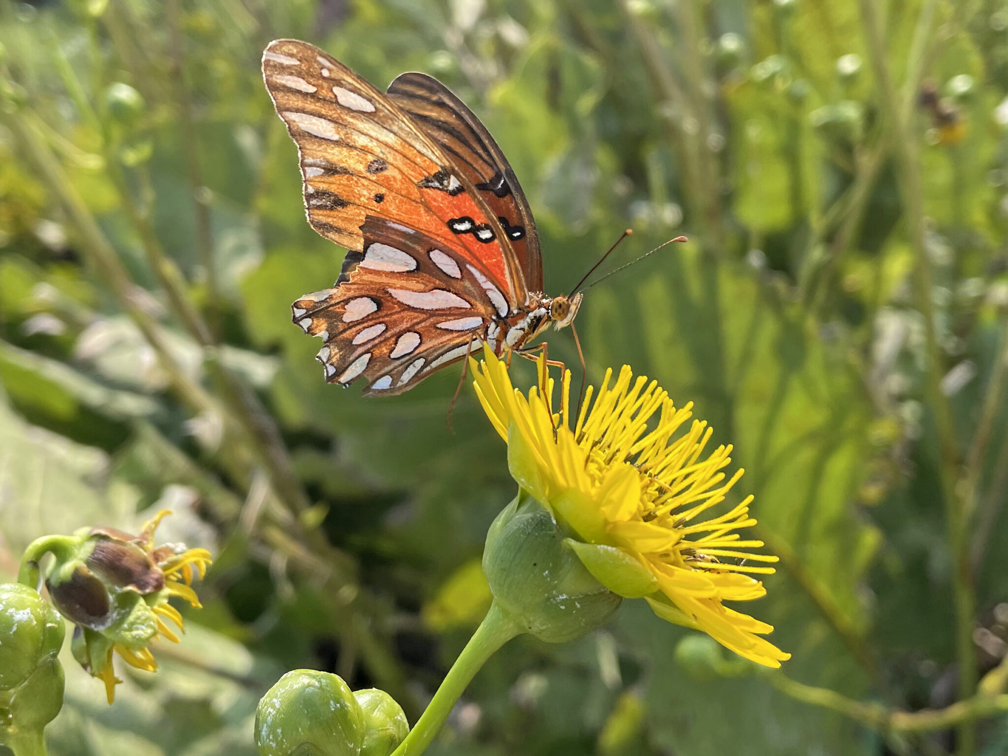 Insects - Motivation for Native Landscaping - Dyck Arboretum