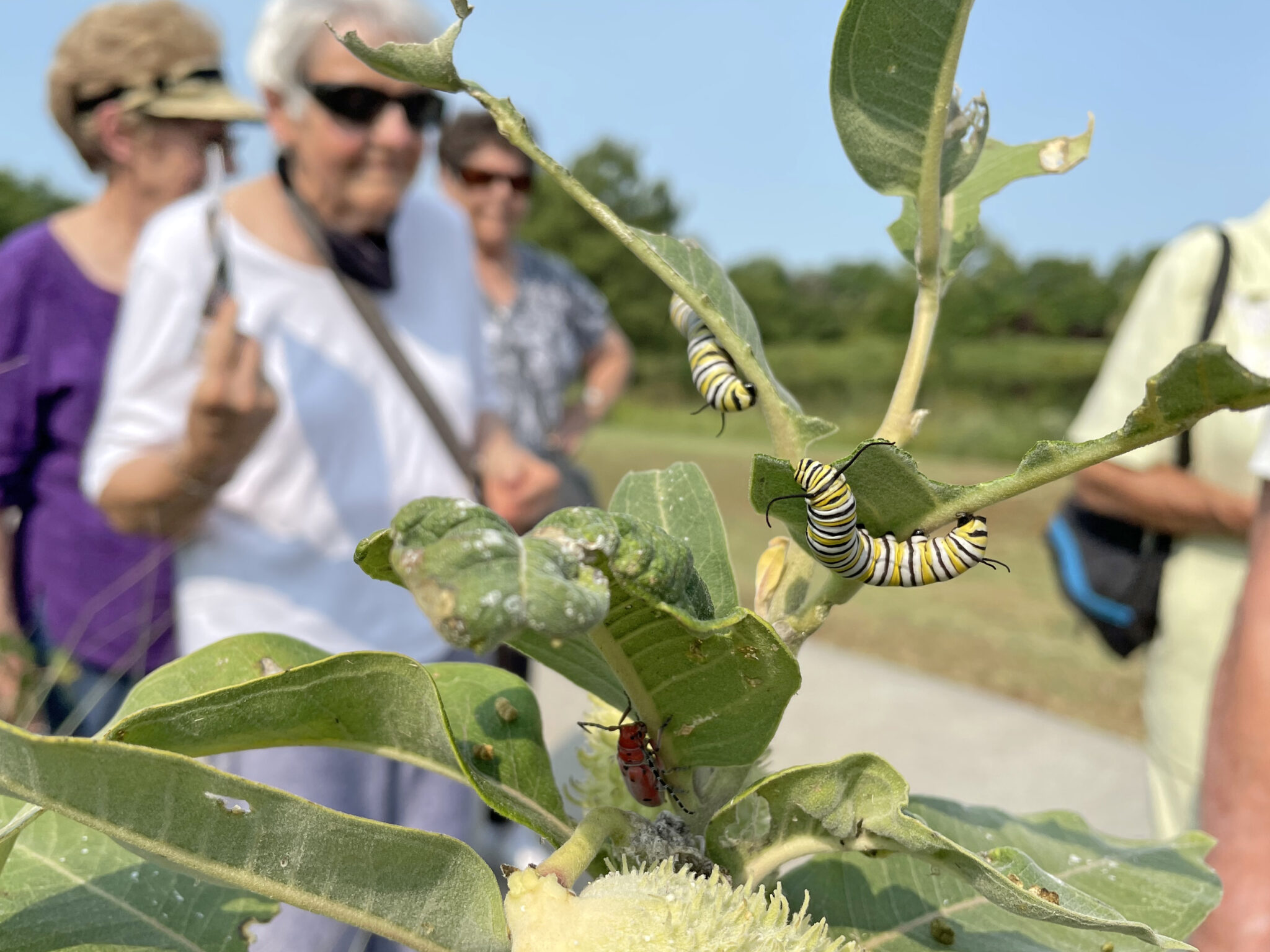 Insects - Motivation for Native Landscaping - Dyck Arboretum