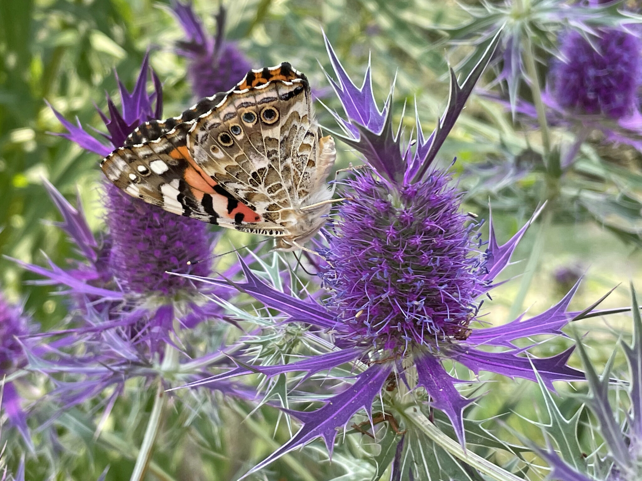 Insects - Motivation for Native Landscaping - Dyck Arboretum