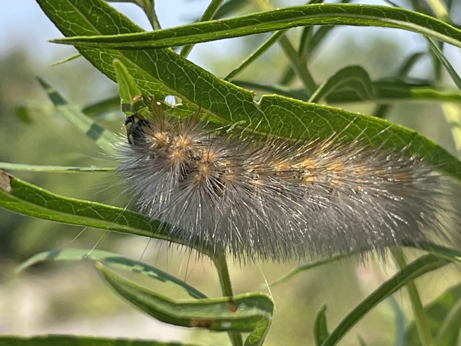 Insects - Motivation for Native Landscaping - Dyck Arboretum