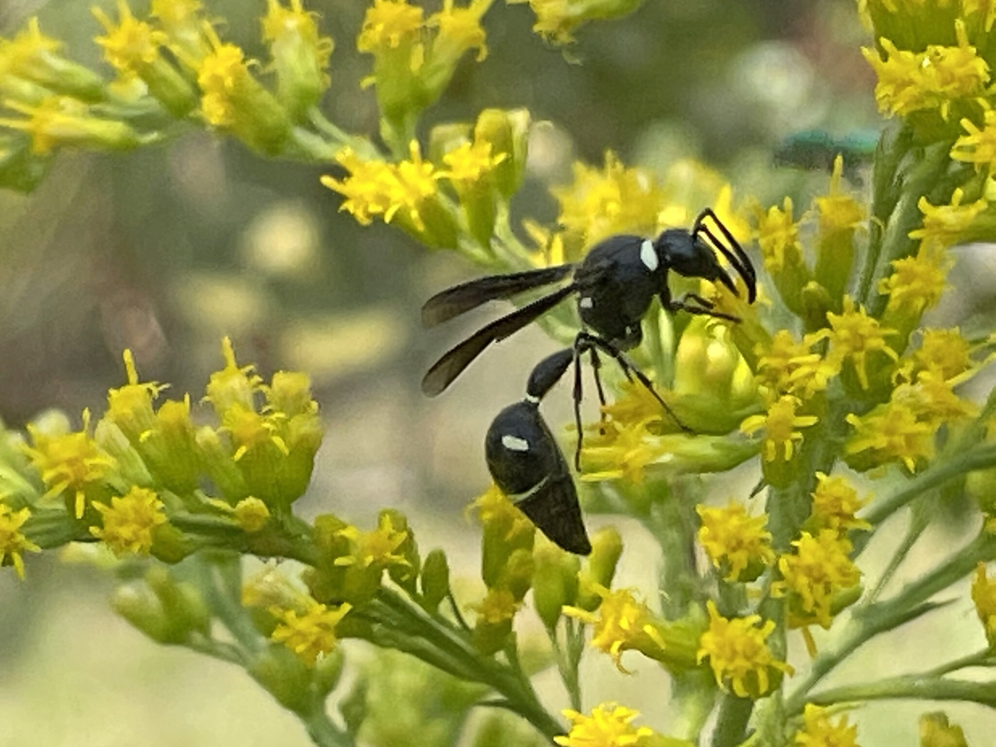 Insects - Motivation for Native Landscaping - Dyck Arboretum
