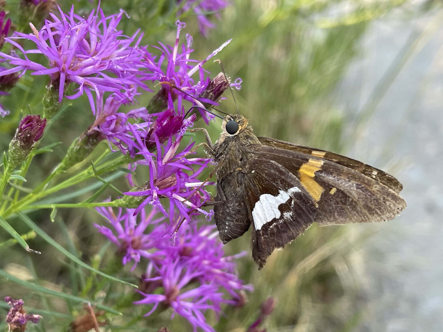 Insects - Motivation for Native Landscaping - Dyck Arboretum