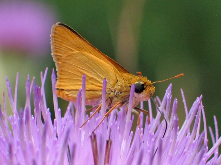 Insects - Motivation for Native Landscaping - Dyck Arboretum