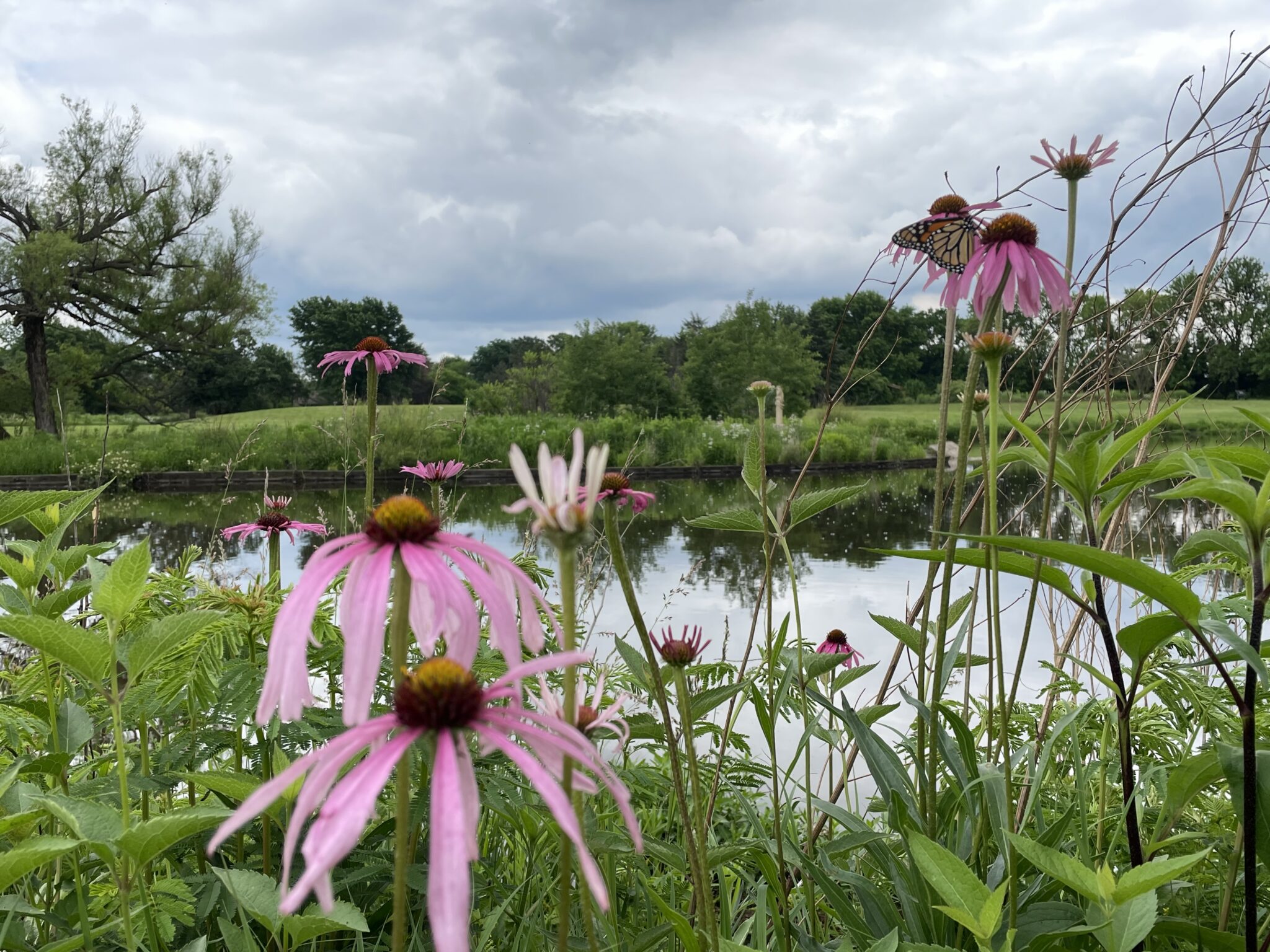 kansas native plants Archives - Dyck Arboretum