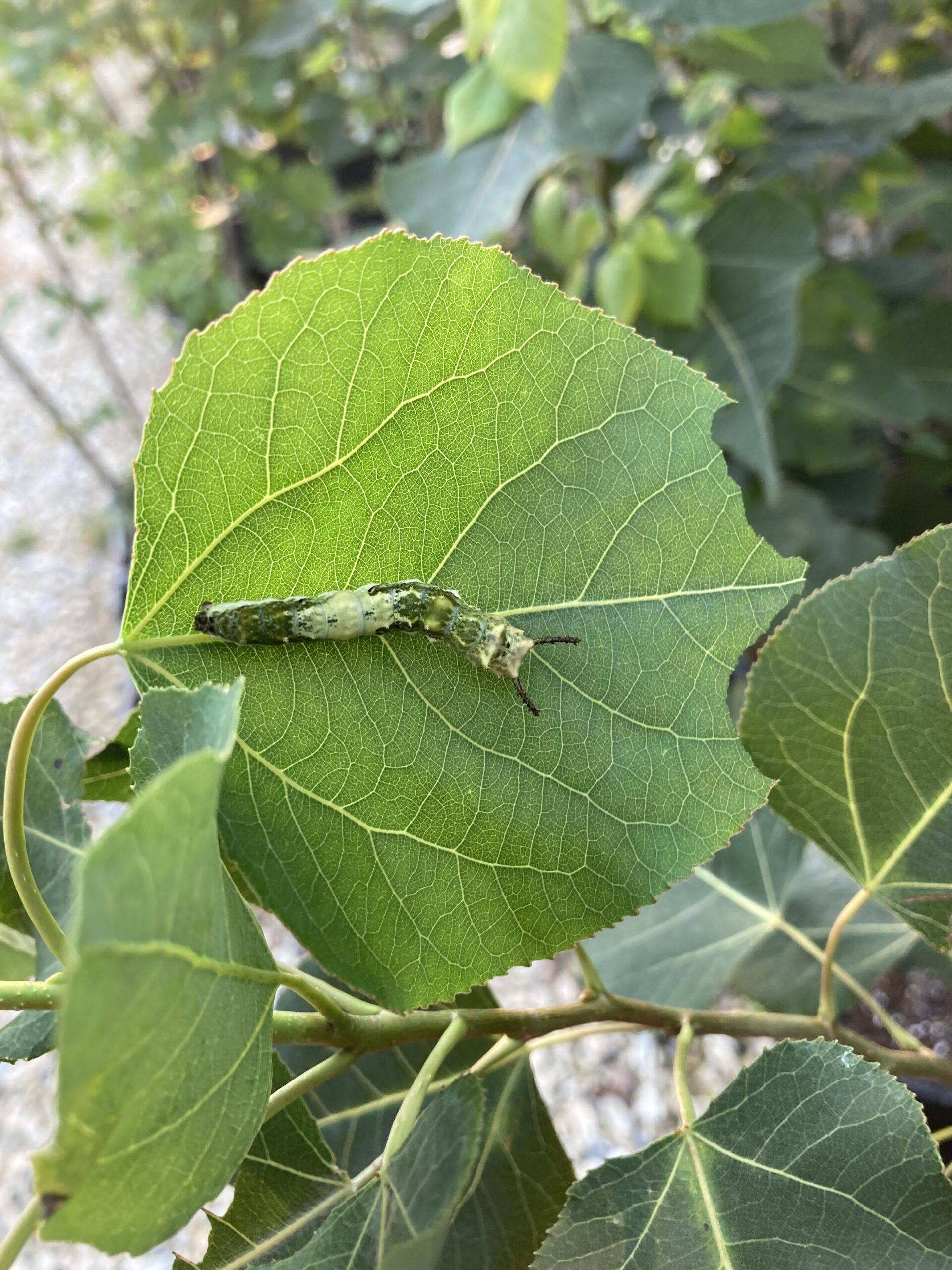 Discovering Host Plants - Dyck Arboretum