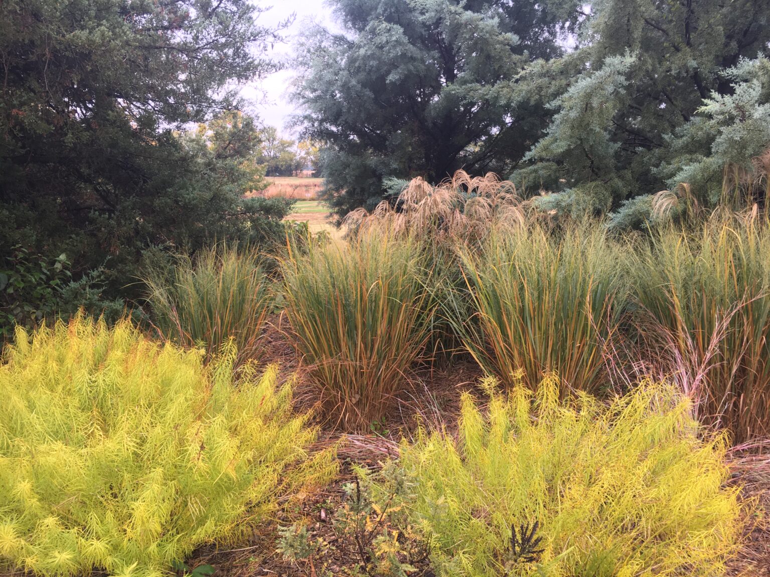 Top Plant Picks Archives - Dyck Arboretum