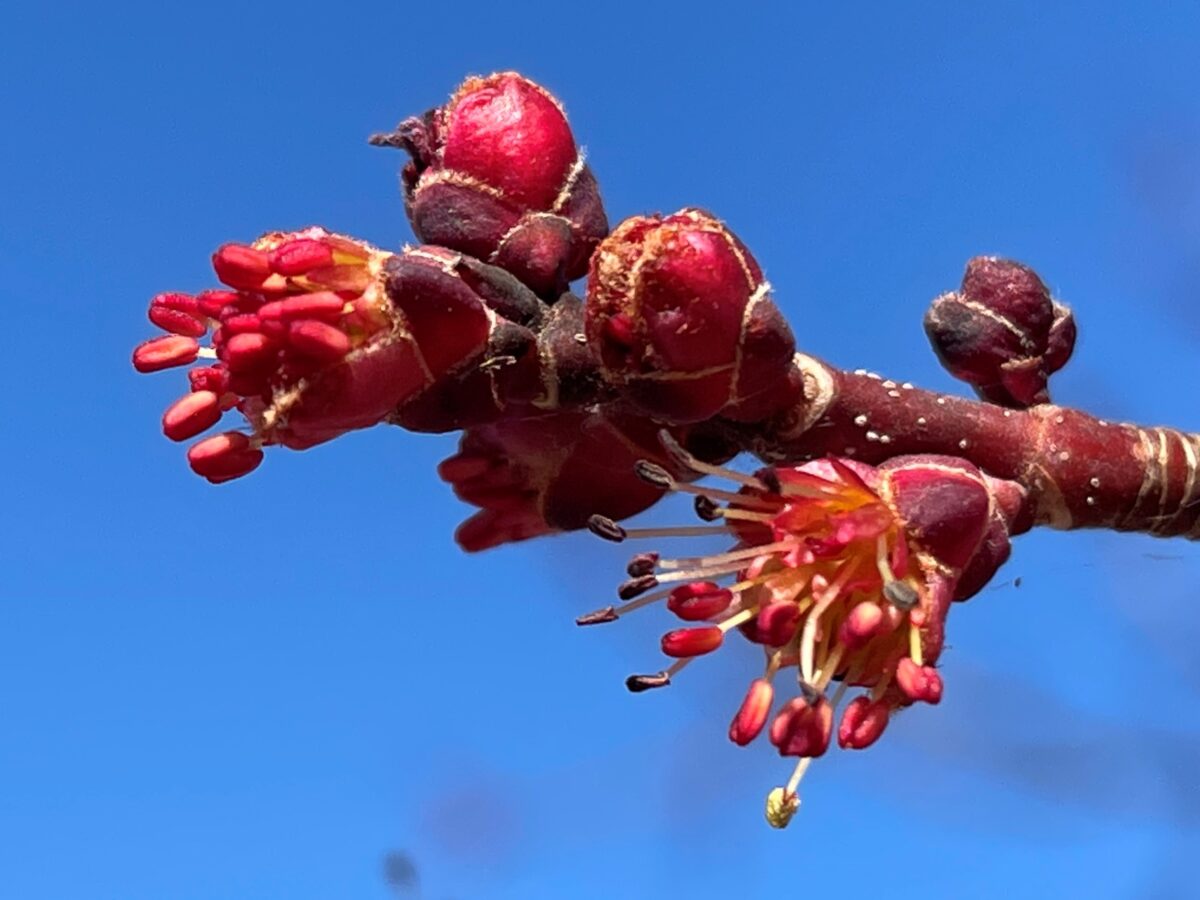 Wind-Pollinated Flowers - Dyck Arboretum