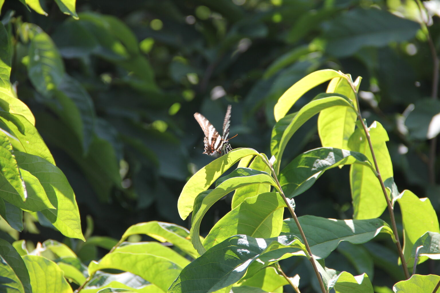 Native Plants Archives - Dyck Arboretum