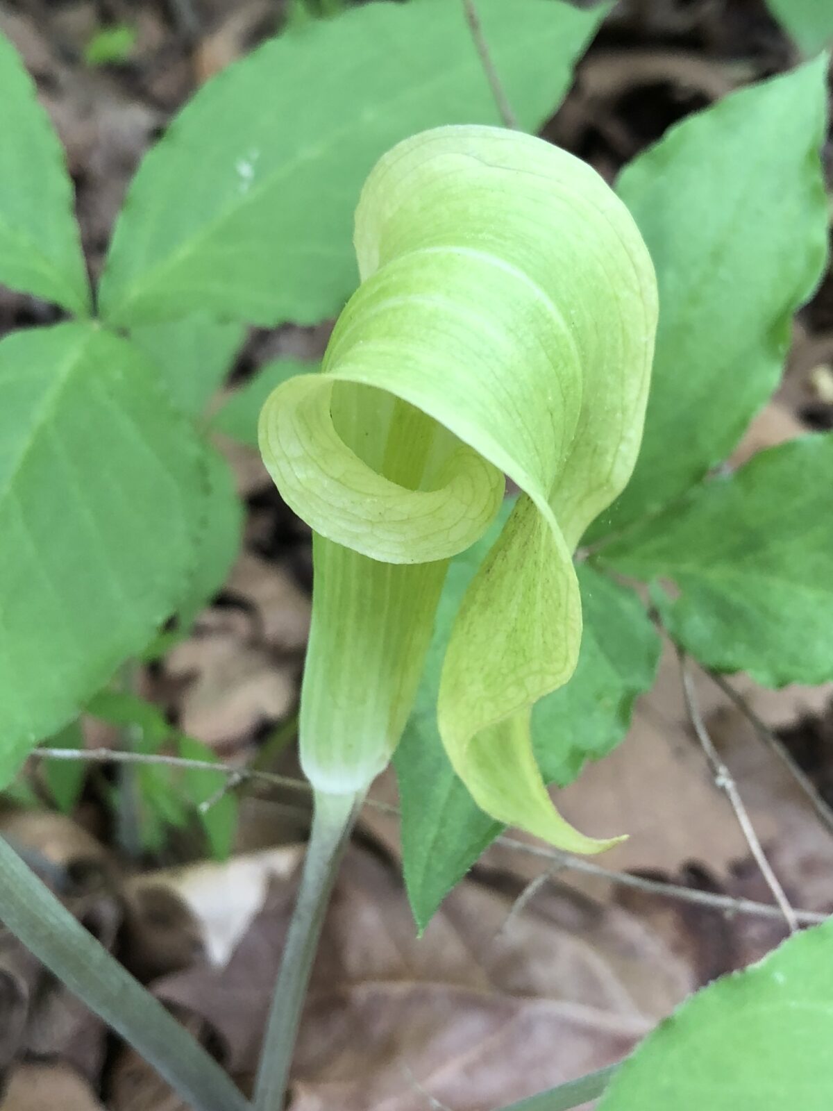 Top Plant Picks Archives - Dyck Arboretum