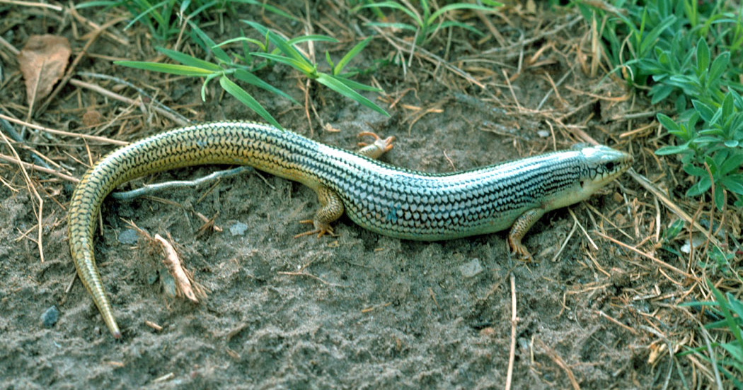 Great Plains Skink - Dyck Arboretum