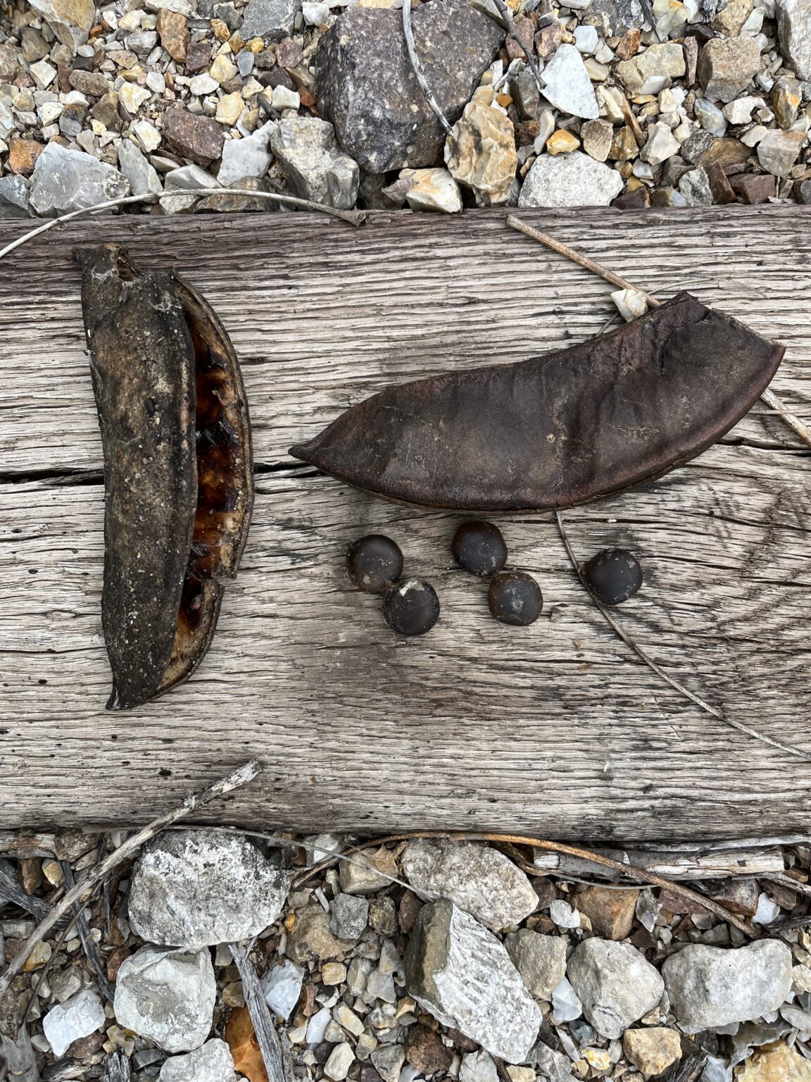 Kansas trees Archives - Dyck Arboretum