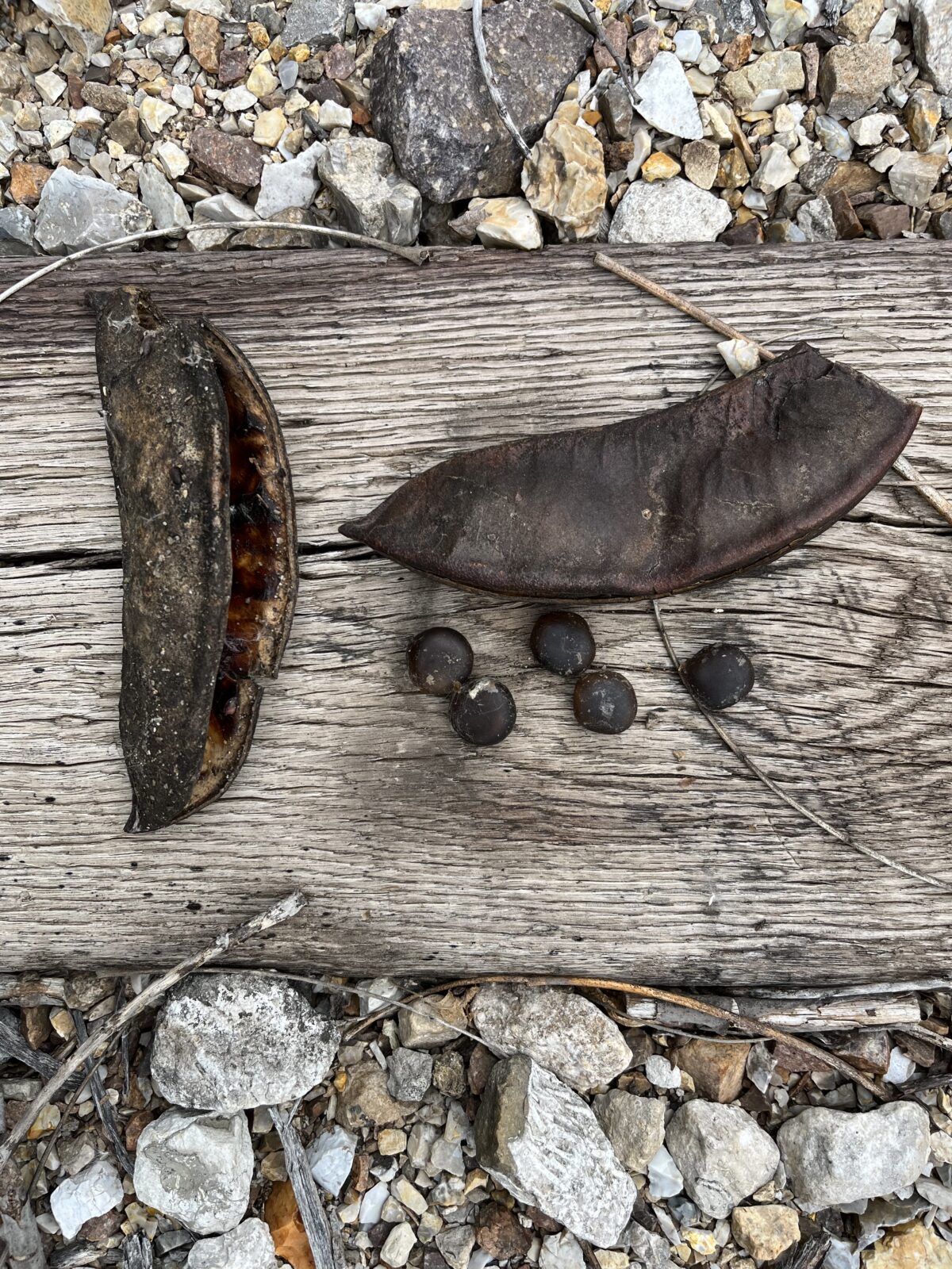 Kansas trees Archives - Dyck Arboretum