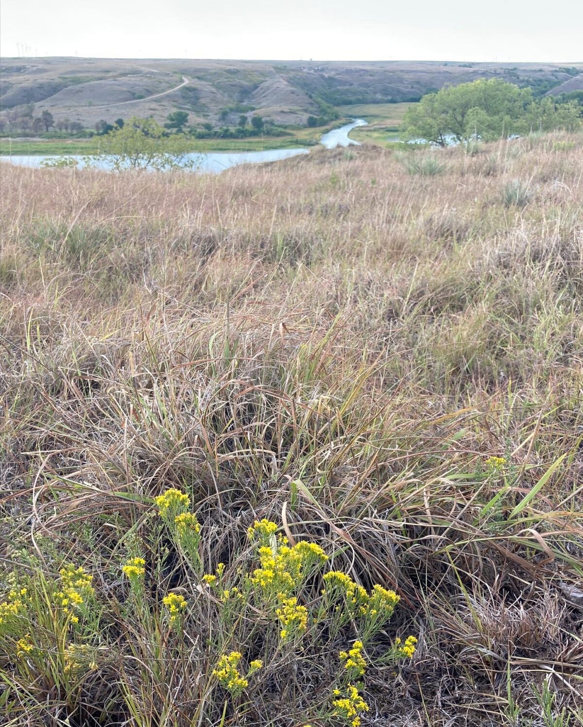 Roadside Botany Archives - Dyck Arboretum