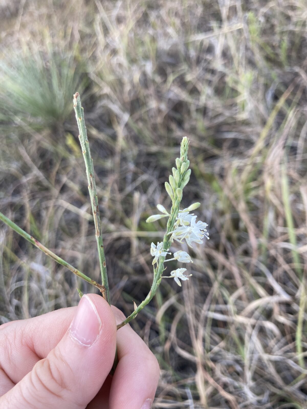 Searching for Bigfruit Primrose - Dyck Arboretum