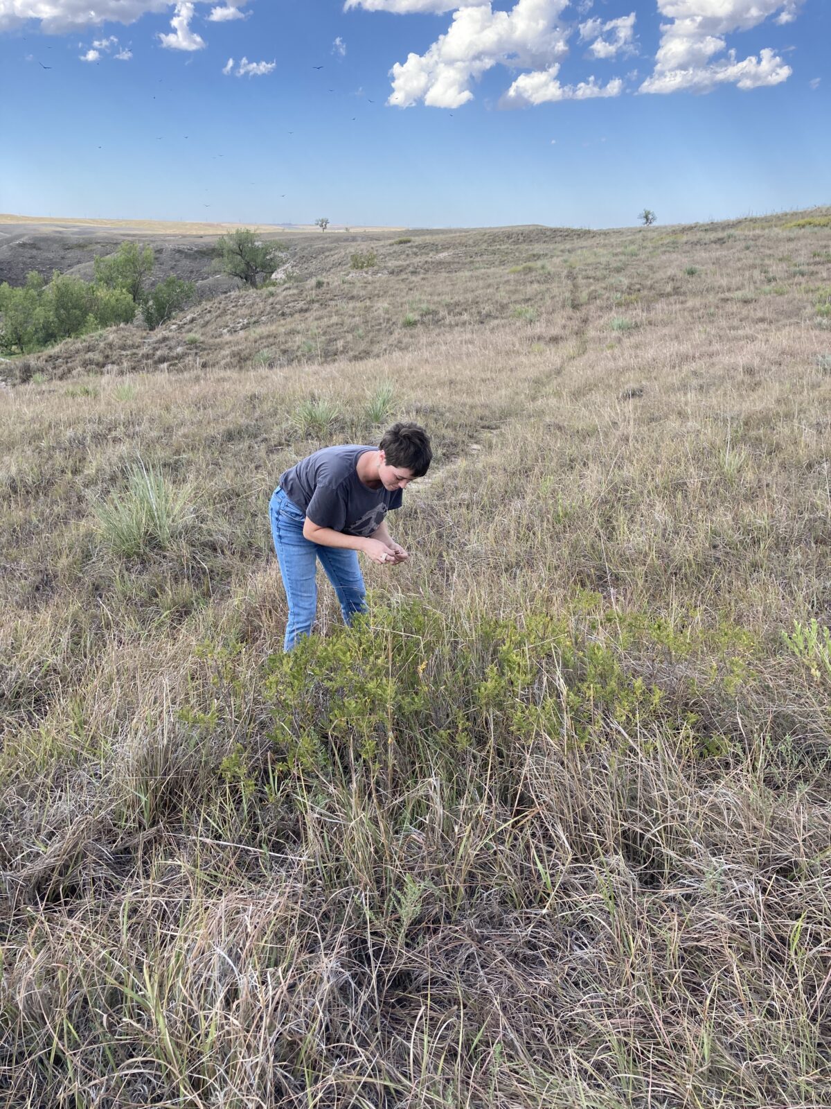 Searching for Bigfruit Primrose - Dyck Arboretum