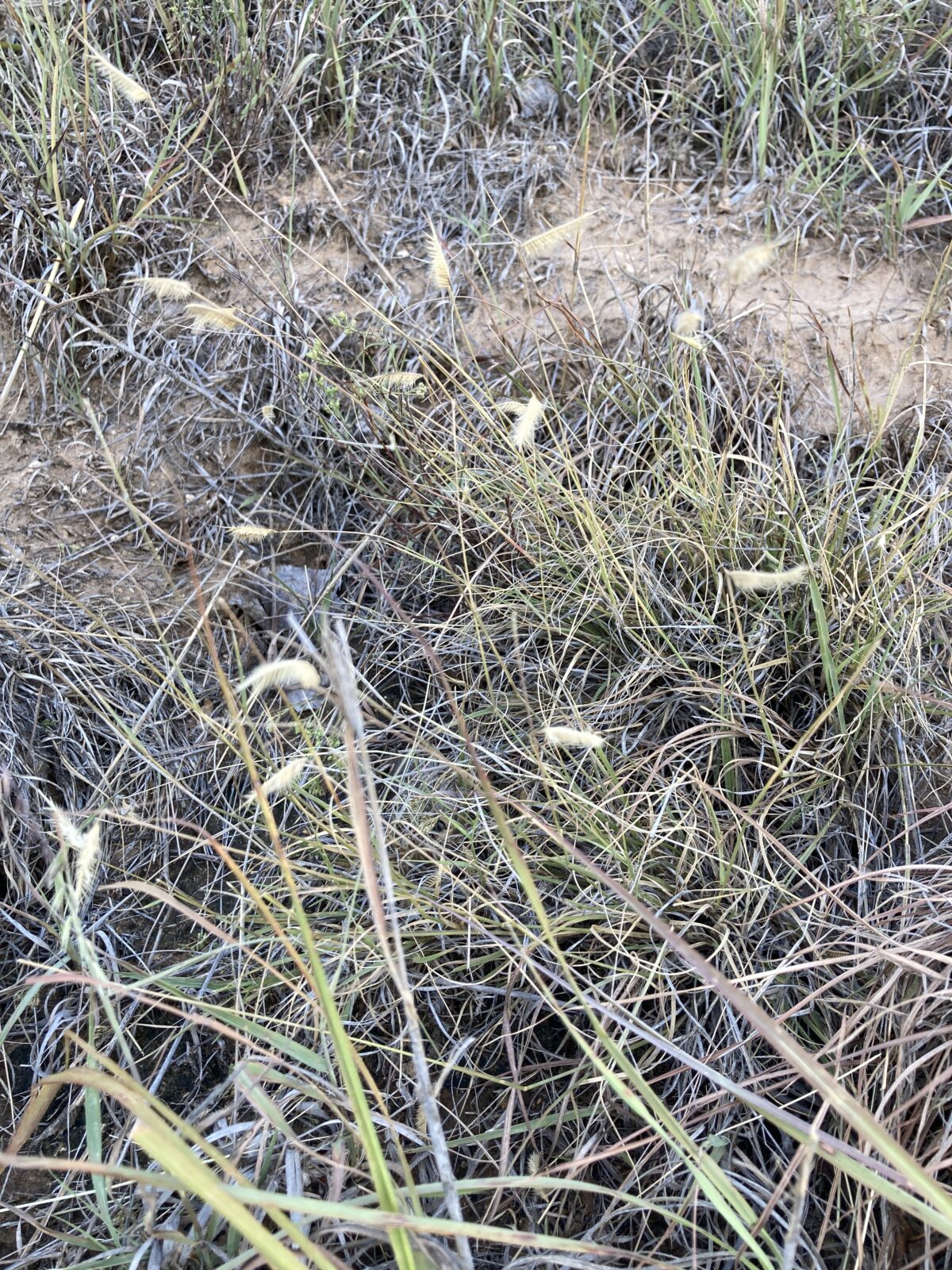 Searching for Bigfruit Primrose - Dyck Arboretum