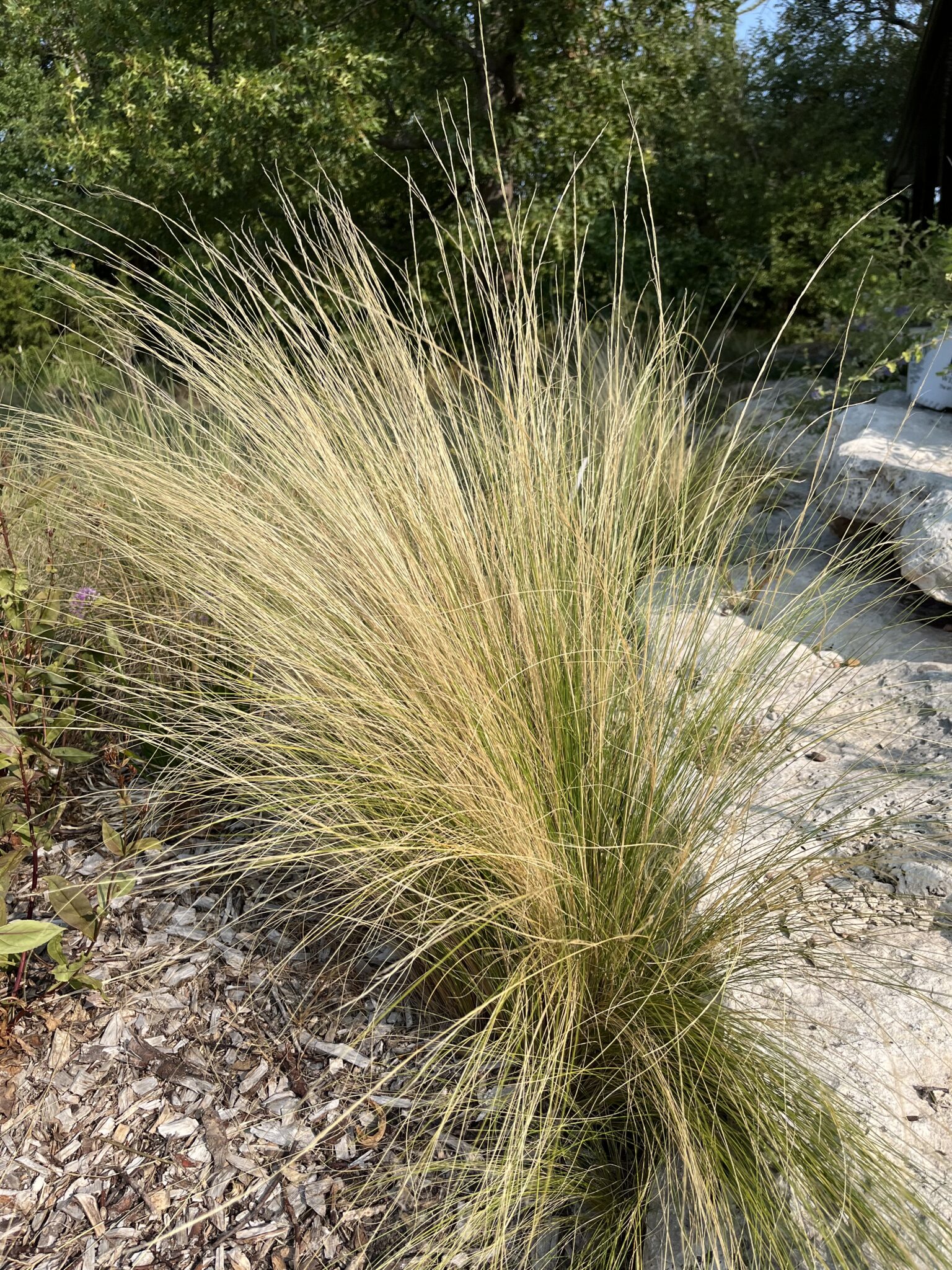 Prairie Gardening Archives - Dyck Arboretum