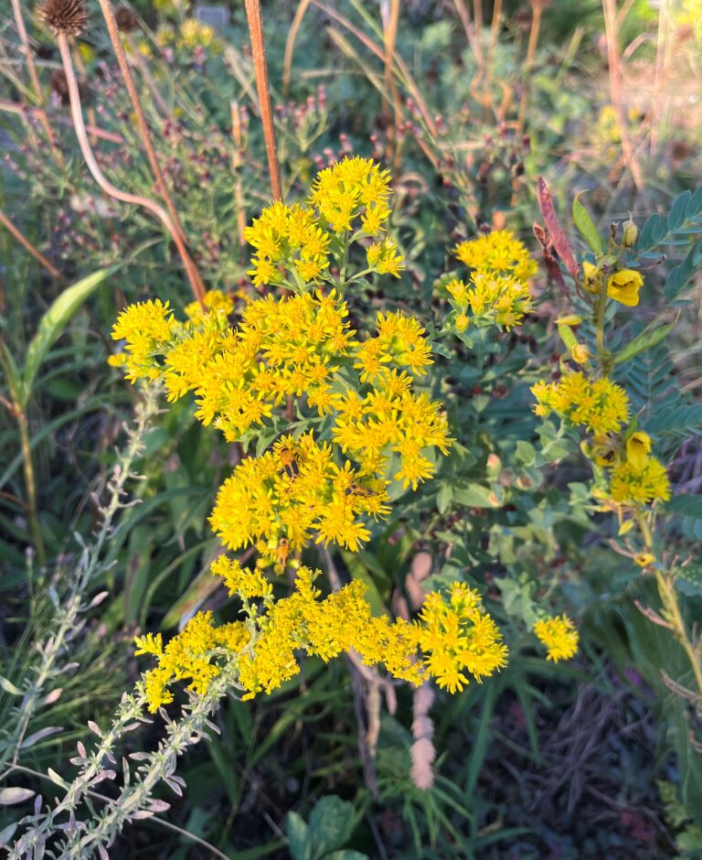 kansas native plants Archives - Dyck Arboretum