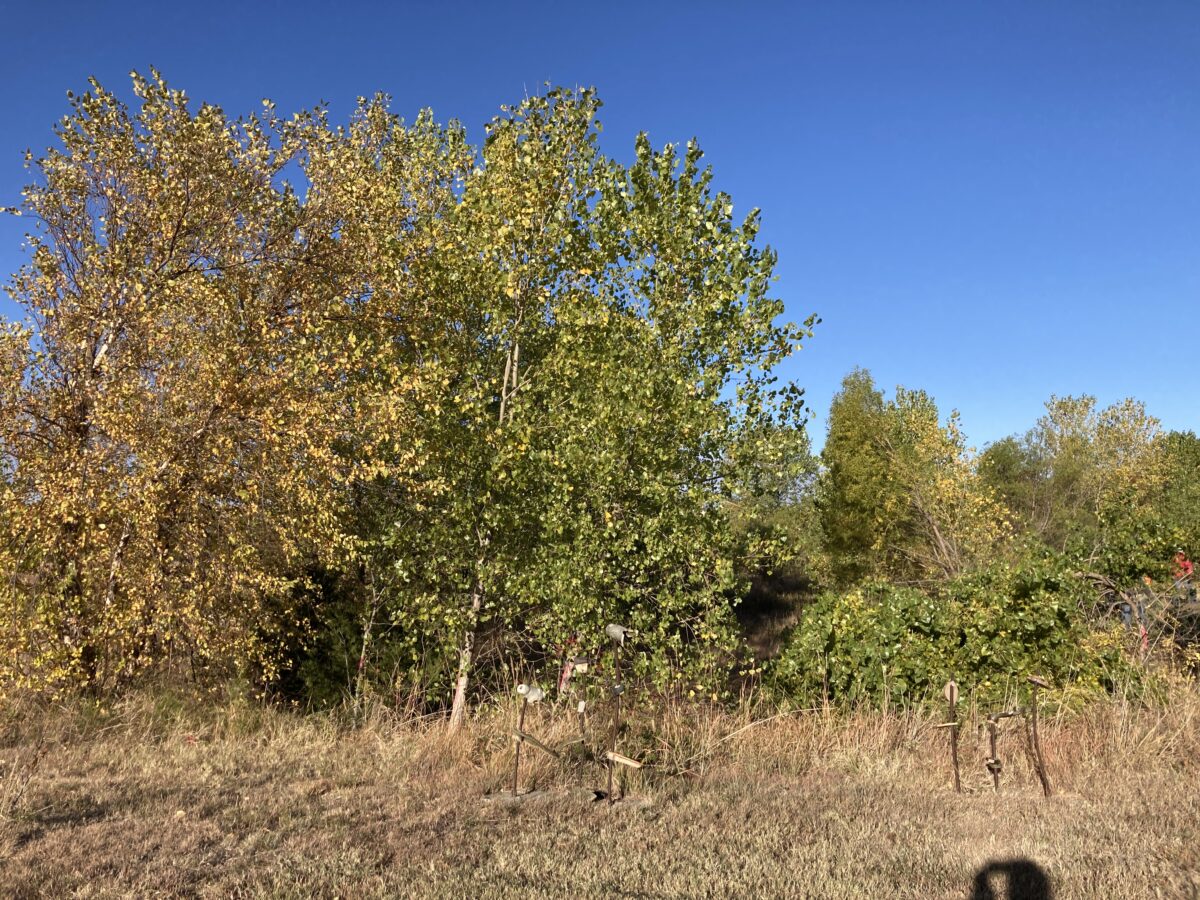 Prairie Pond Clean Up - Dyck Arboretum